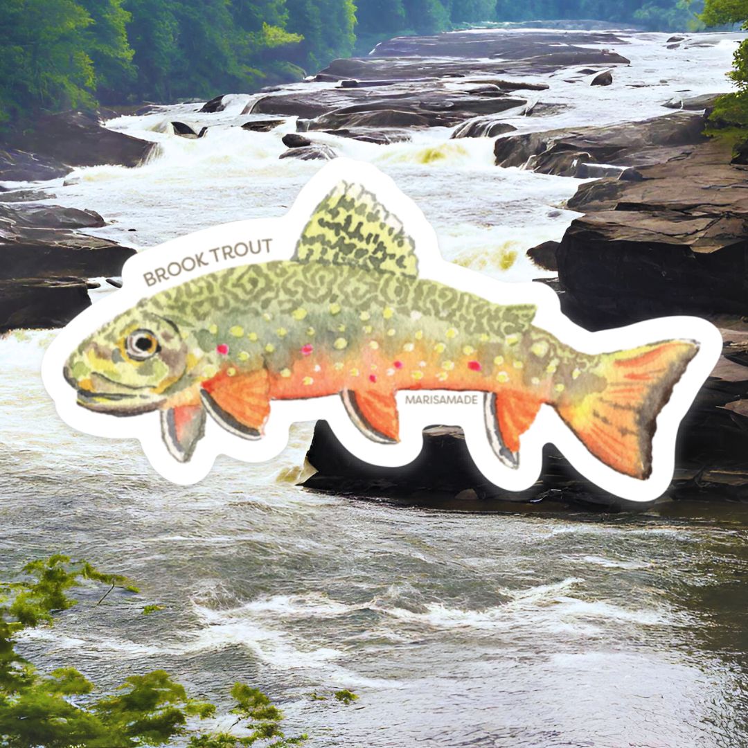 Brook Trout Sticker – MarisaMade