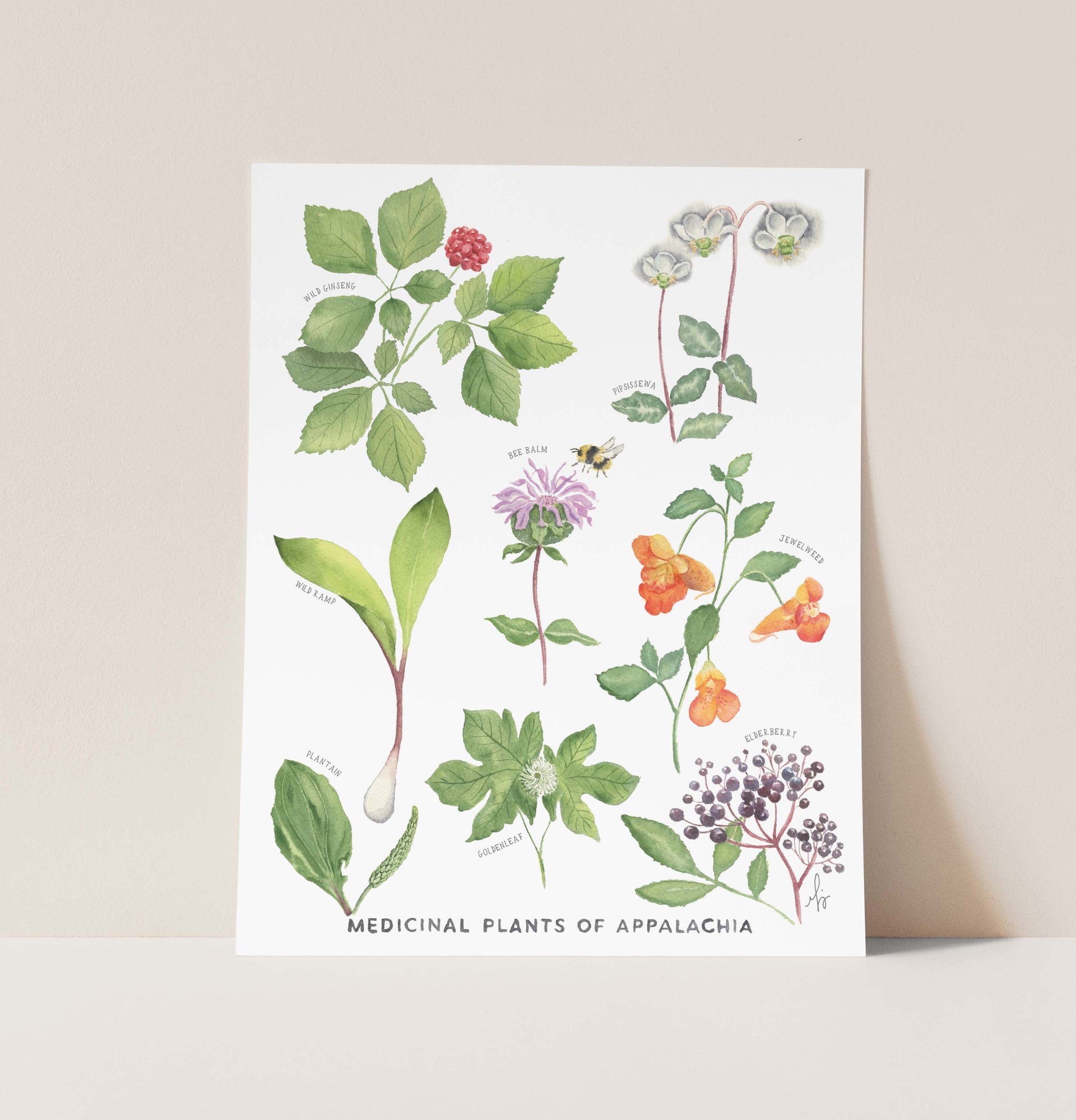 Medicinal Plants of Appalachia Art Print – MarisaMade